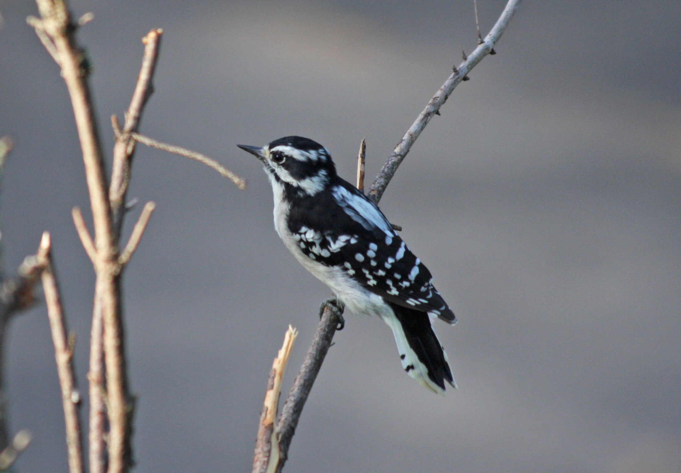 Downy Woodpecker, Picoides pubescens